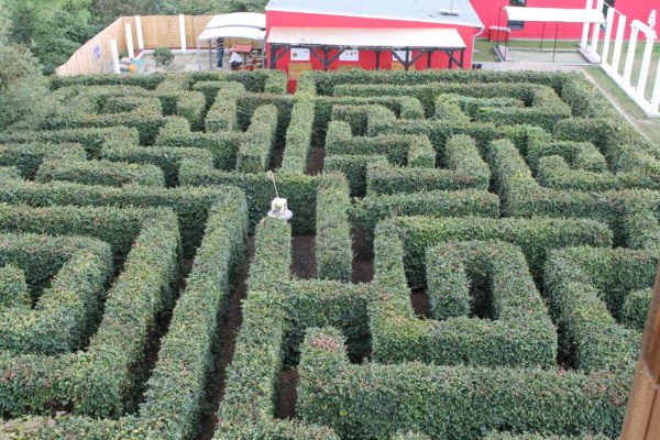 Labyrinth - Winckelmann Gesellschaft und Winckelmann Museum